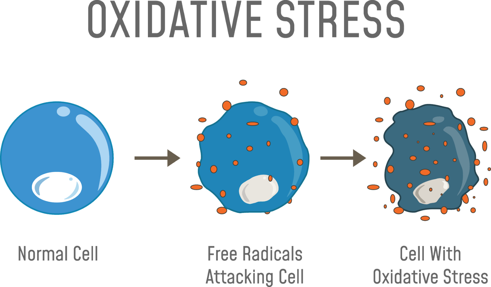 Rectal Ozone Therapy What It Is, How It Works and How to Do It Yourself