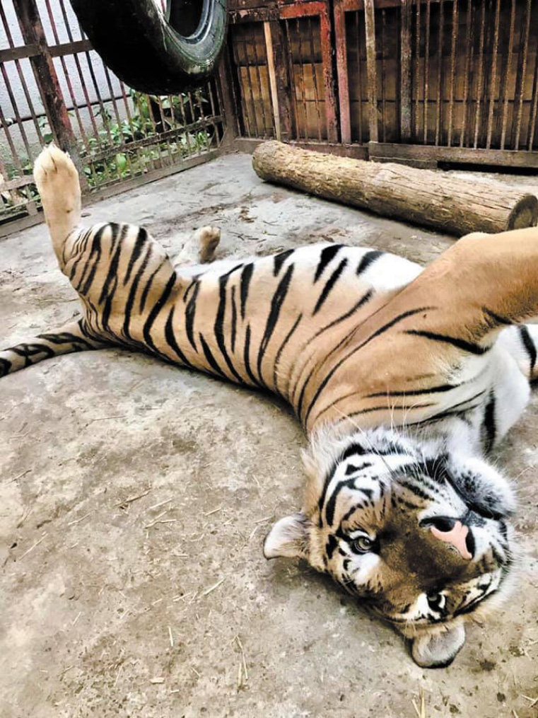 Helping an animal sanctuary: rescue and rehab for wildlife