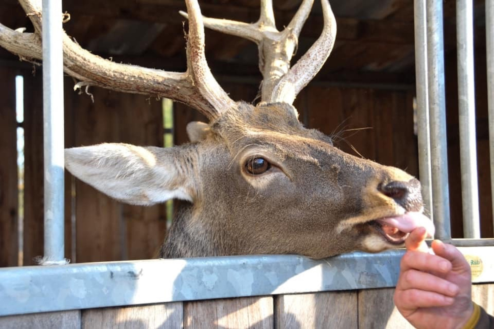 Helping an animal sanctuary: rescue and rehab for wildlife