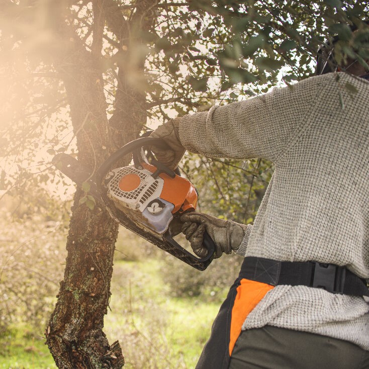 Élagage Abbatage Arbre - Hesperides Paysages