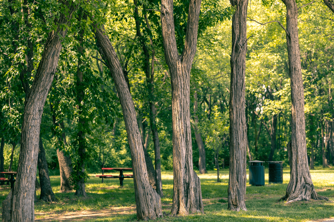 Discover New Carlisle, Indiana