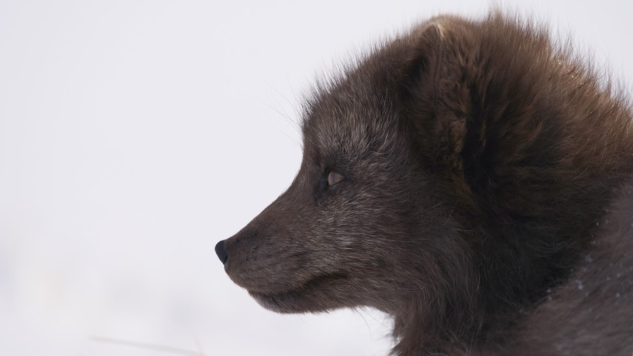 Youku signs content deal with Love Nature 4K