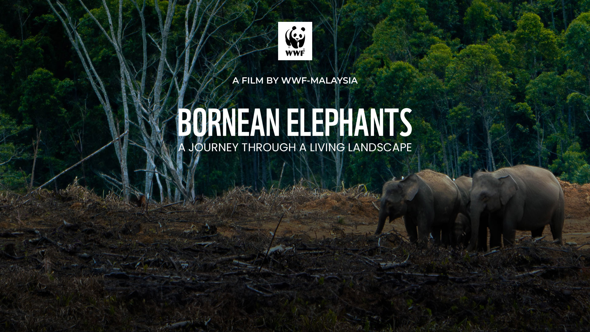 Bornean Elephants - A Journey Through A Living Landscape | Global Trekker