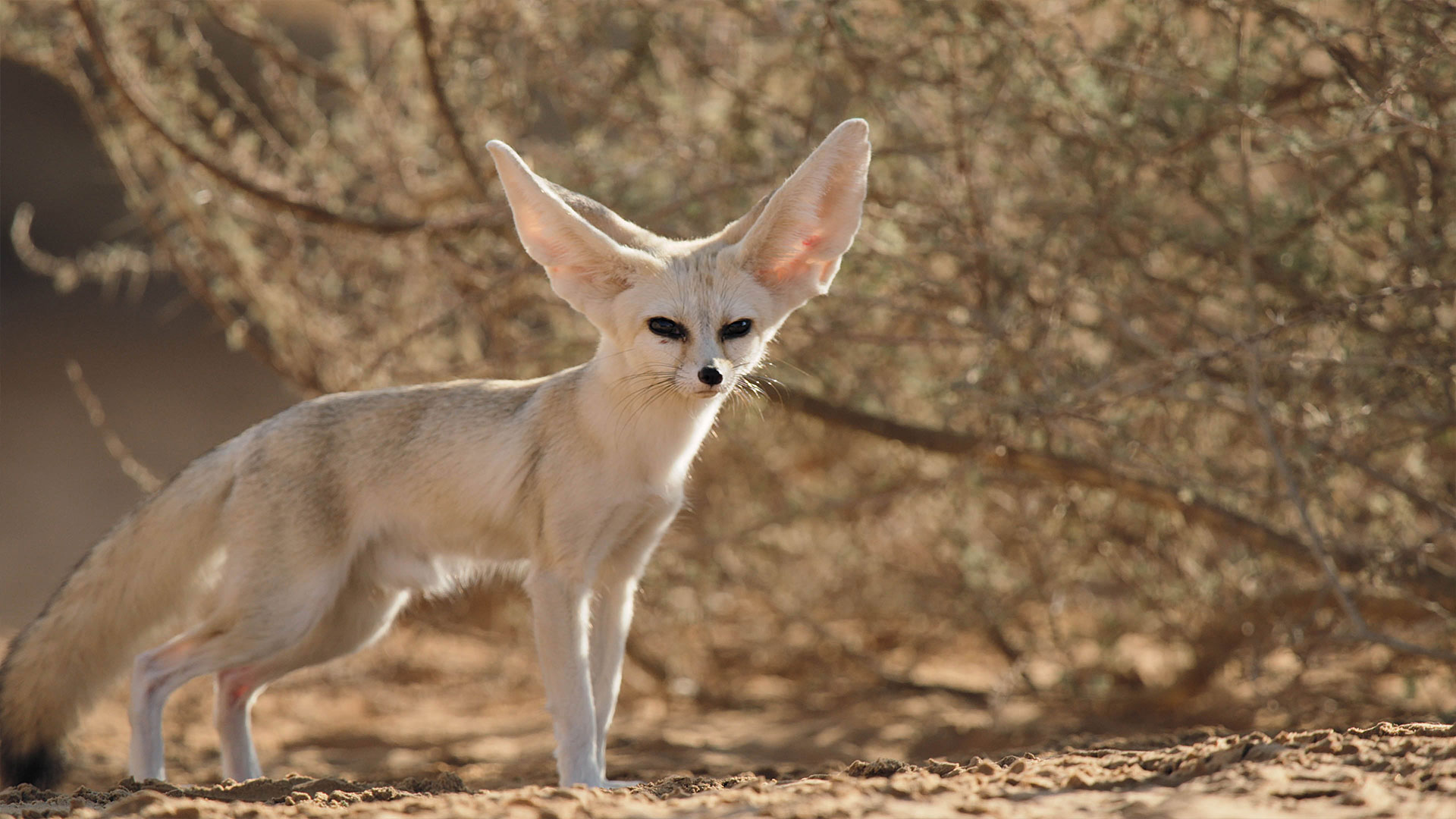 Impossible Animals | Global Trekker