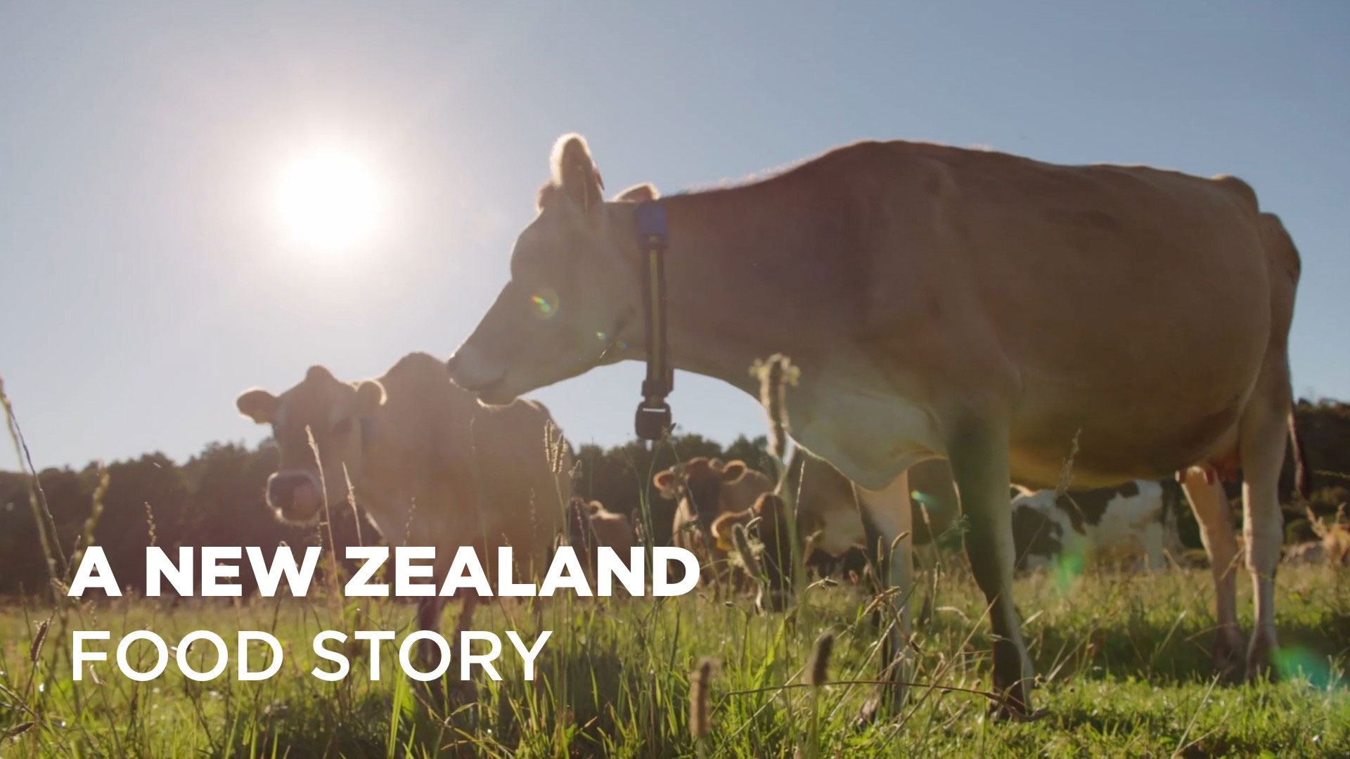 A New Zealand Food Story | Global Trekker
