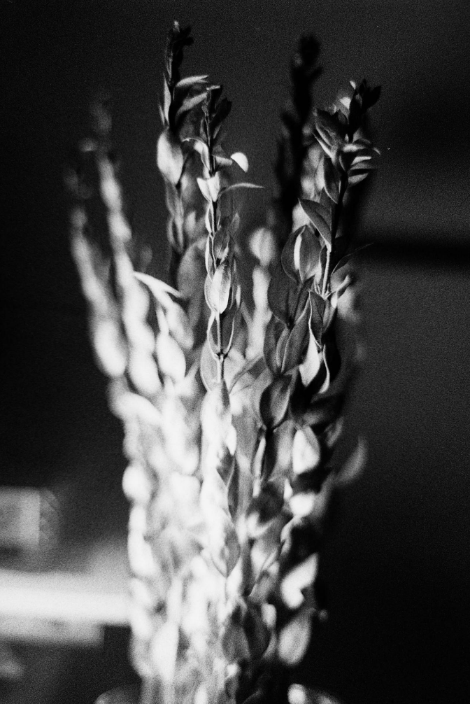 Aaron Rotenberg | Niv Mag