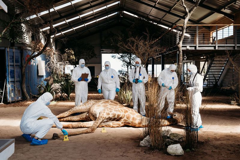 Wildlife Forensic Academy | NTU Overseas Internship Program 臺大國際引水人計畫