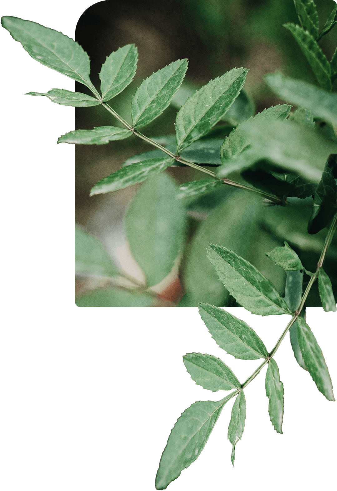 Bloom Finance- Rates and Fees