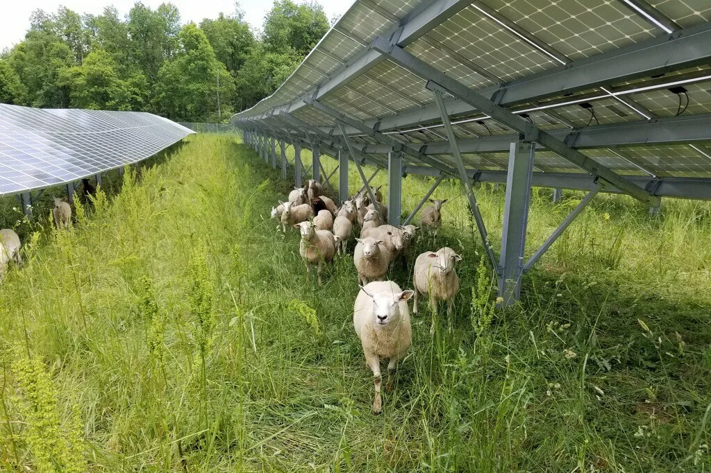 Solar Grazing: How Solar and Sheep Can Go Hand In Hand (or Hoof ...