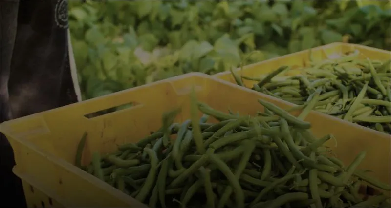 Silal Fresh - Your Source for Fresh Produce