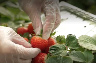 Silal Fresh - Your Source for Fresh Produce