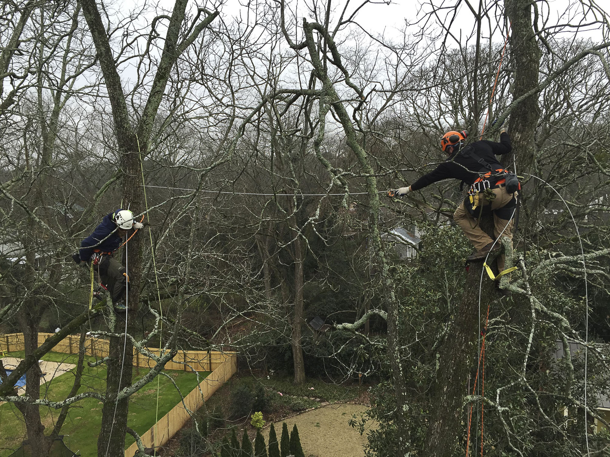 Birchrest Tree & Landscape: Tree Care Excellence