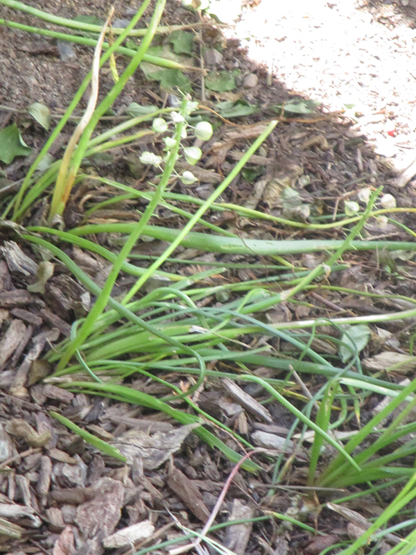 Summer Care For Spring Flowering Bulbs