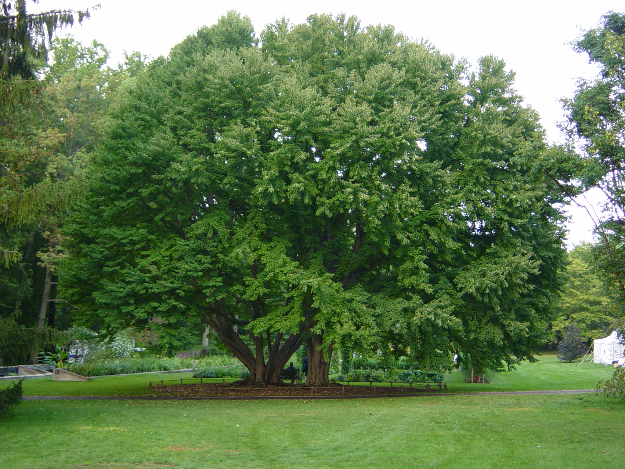 Trees Do More Than Look Nice