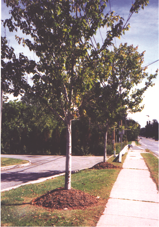 Diagnosing Abiotic Plant Damage