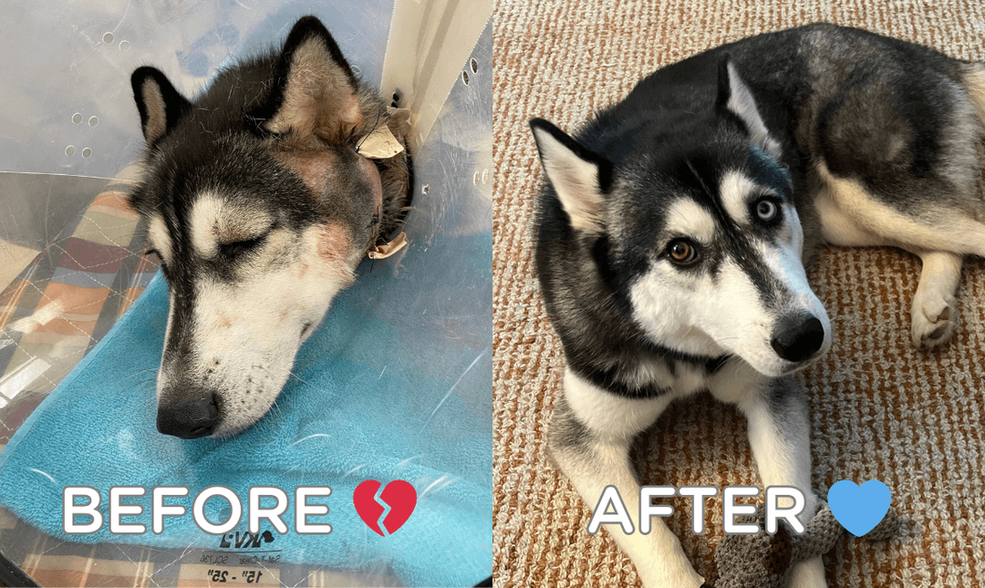 Braveheart Bulliez Rescue