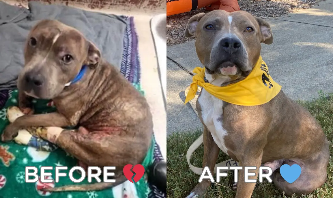 Braveheart Bulliez Rescue