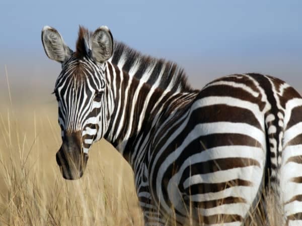 Why Are Zebras Poached? • Blog • Akashinga