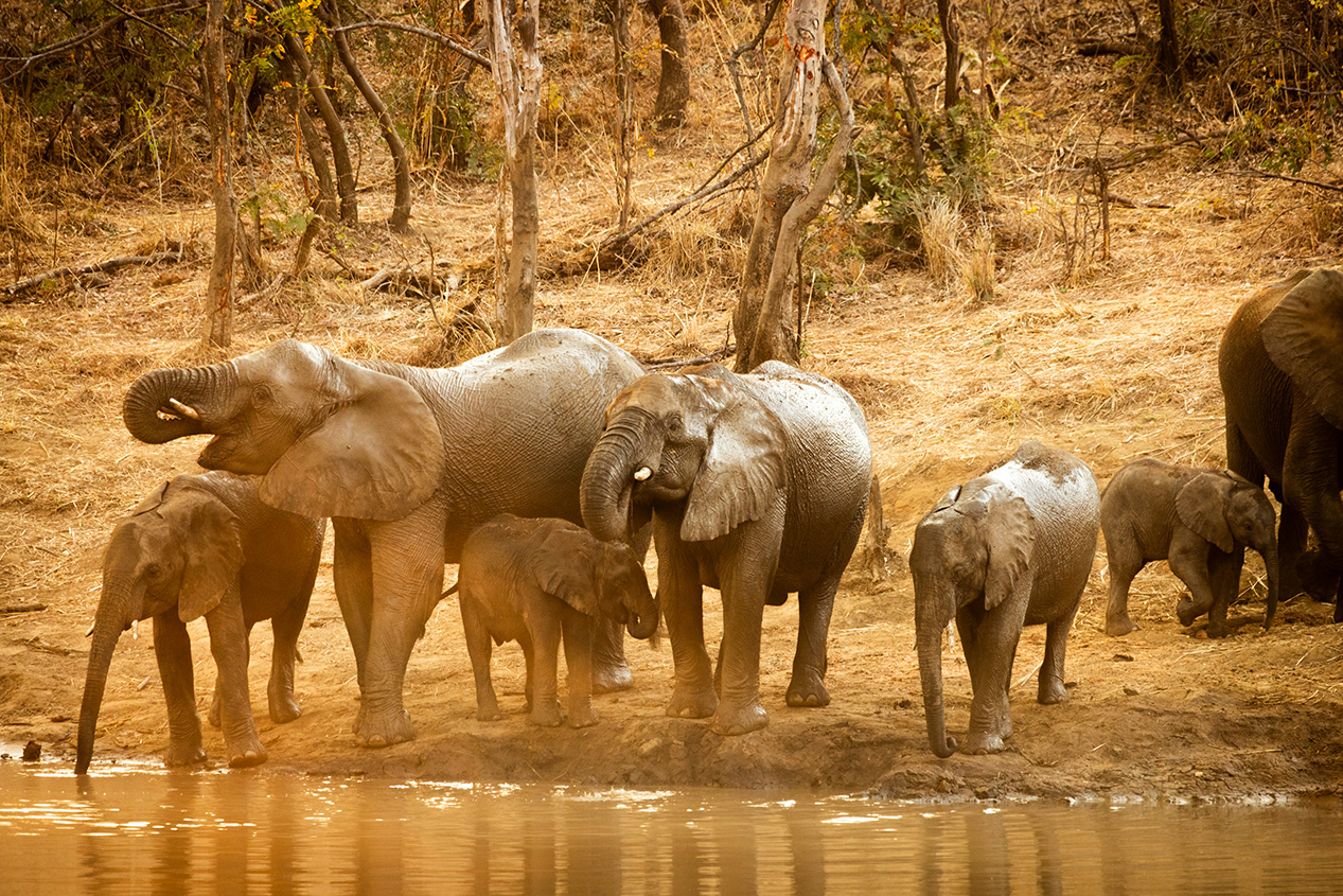 Akashinga - People, Planet, Future