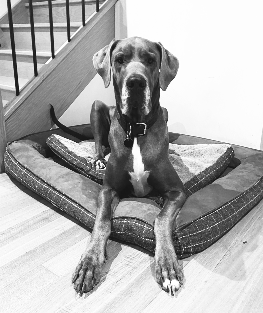 Pets & Strata | Victorian Strata Co.