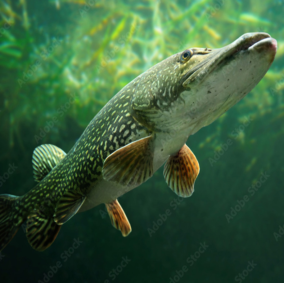 Pine Sunset Lodge | Come for the fishing