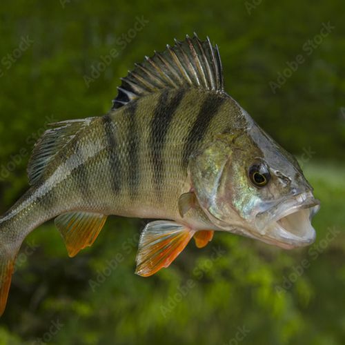 Pine Sunset Lodge | Come for the fishing