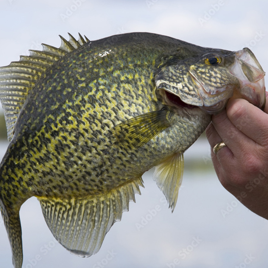 Pine Sunset Lodge | Come for the fishing