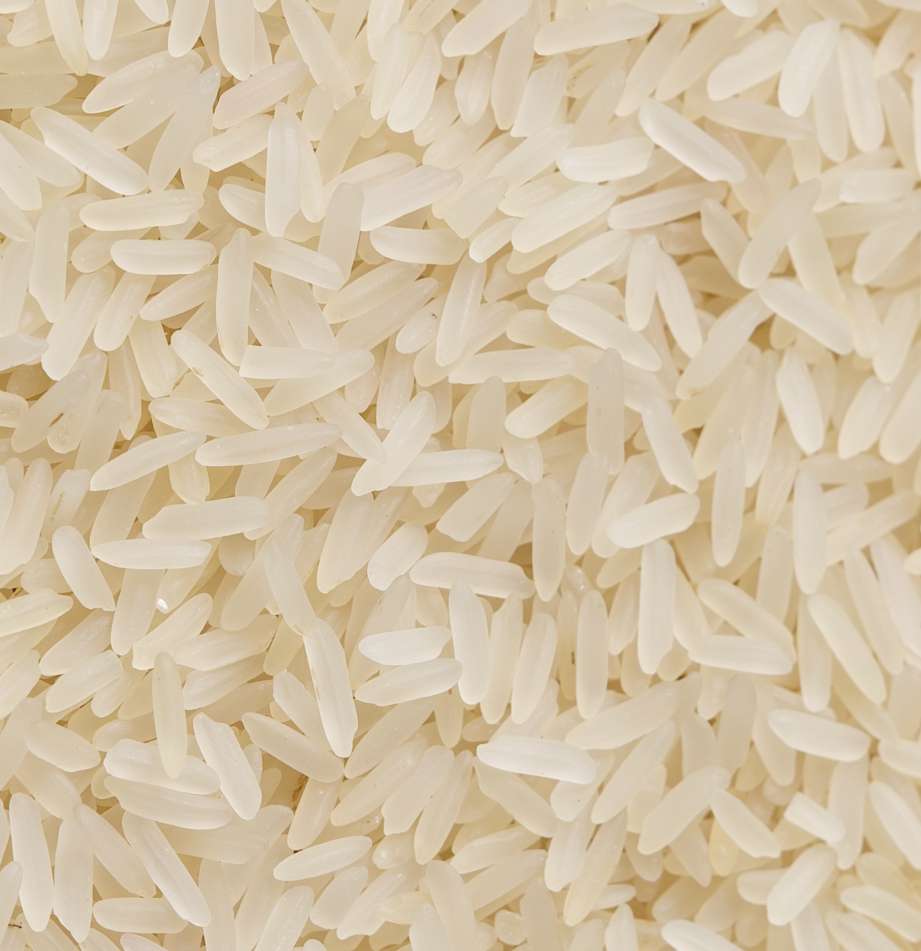 Asia Golden Rice