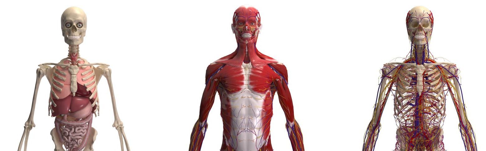 MSc Medical Visualisation & Human Anatomy at GSA