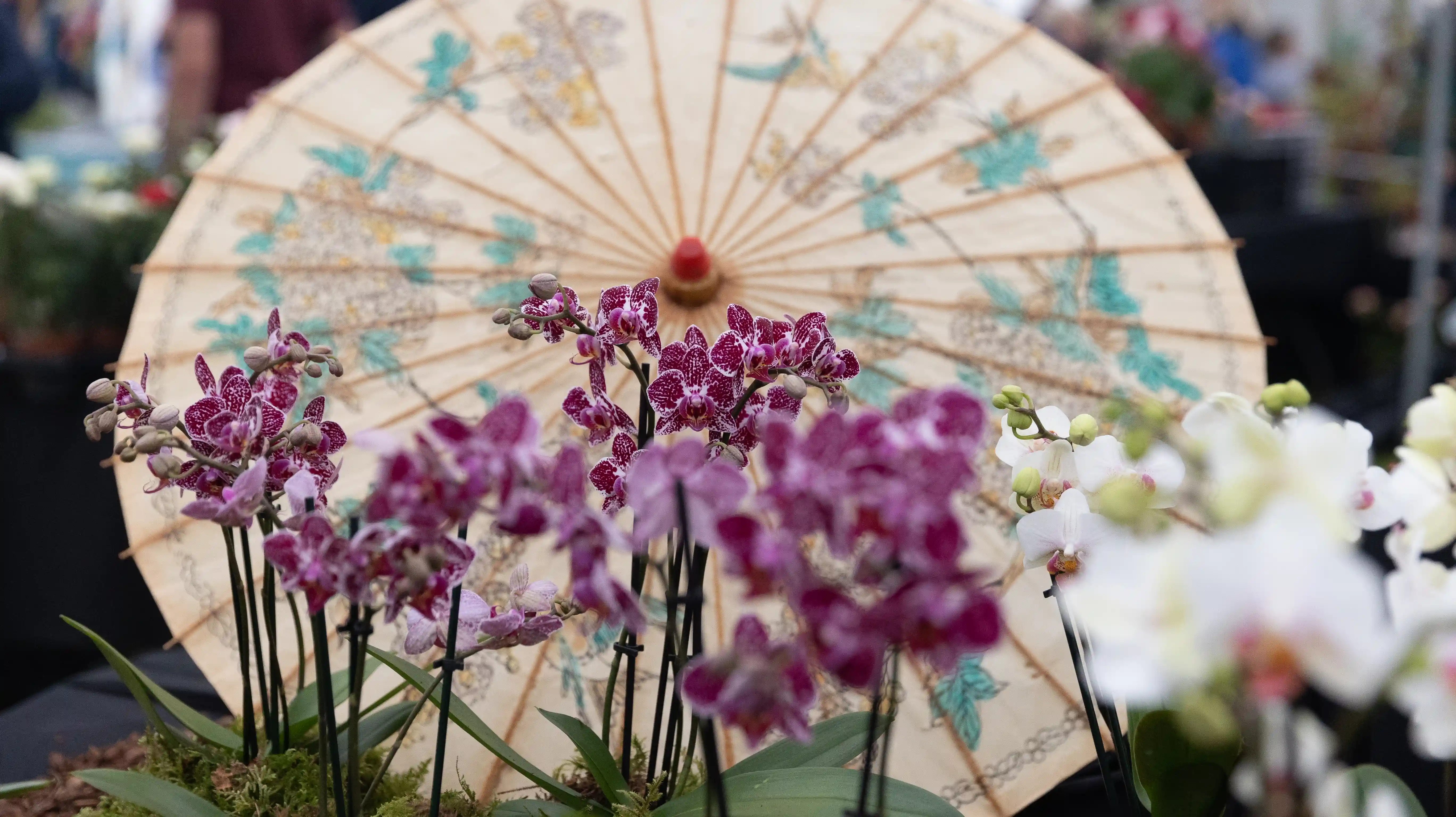 What's on at This Year's Royal Cornwall Show 2024 | Royal Cornwall Show