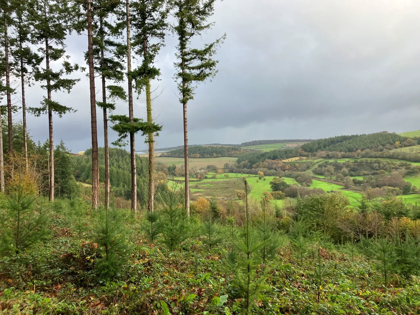 How to Enter Showjumping at the Royal Cornwall Show 2024 | Royal ...