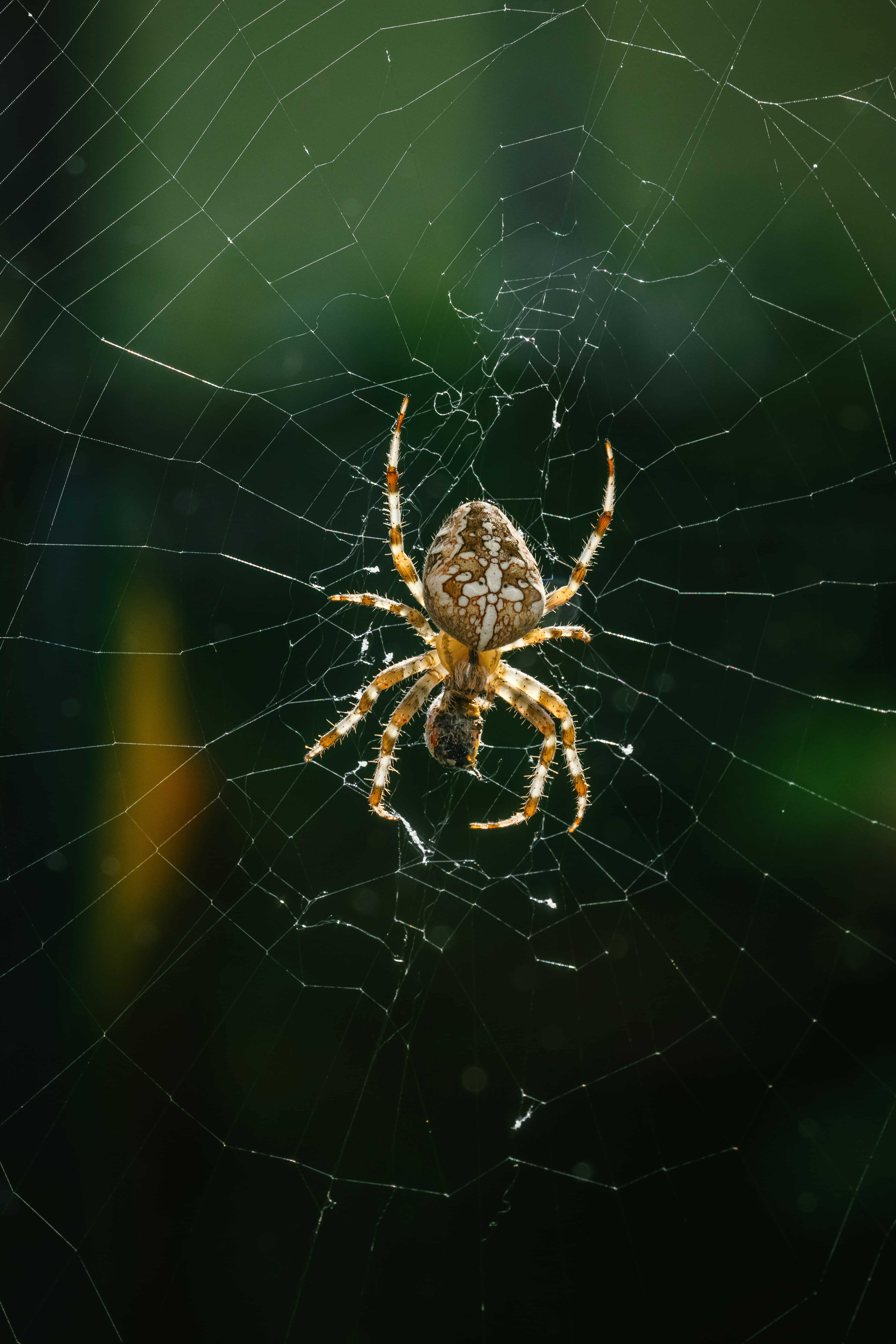 Spider Bite vs. Mosquito Bite: Recognizing the Differences | SWAT ...
