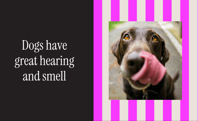 These five concepts will help you better understand your dog