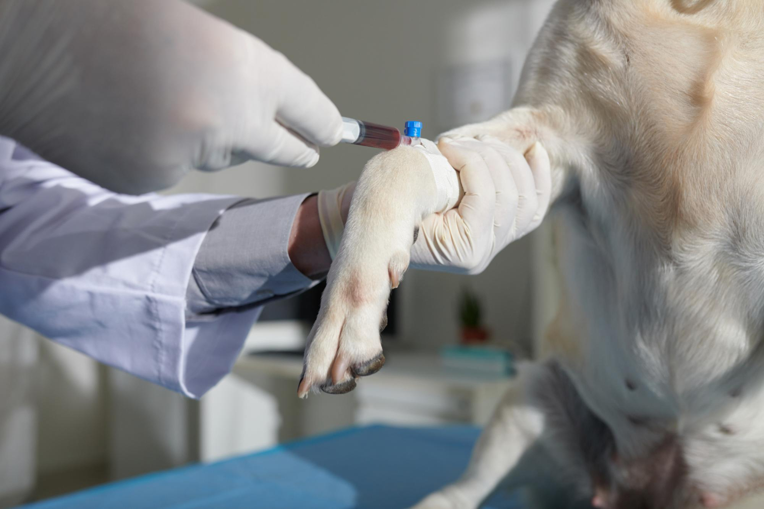 Compassionate Pet Amputation Services | Bay Area Veterinary Care ...