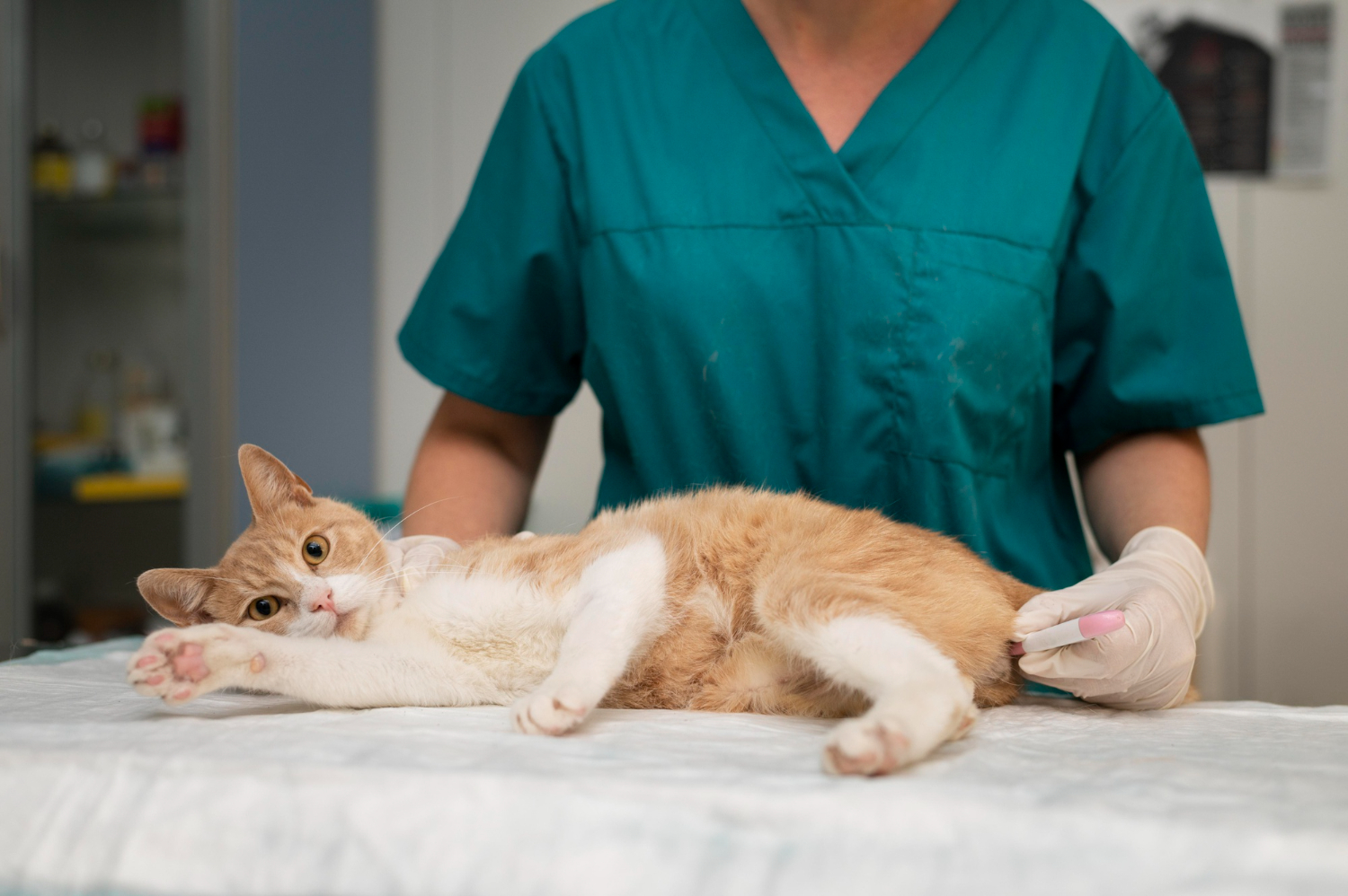 Expert Pet Laceration Repair Services | Bay Area Veterinary Care ...