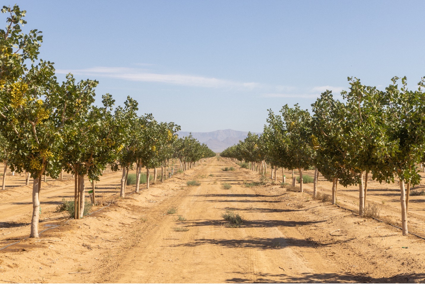 Gold Leaf Farming