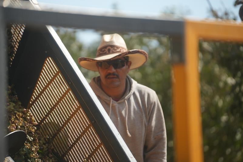 Gold Leaf Farming