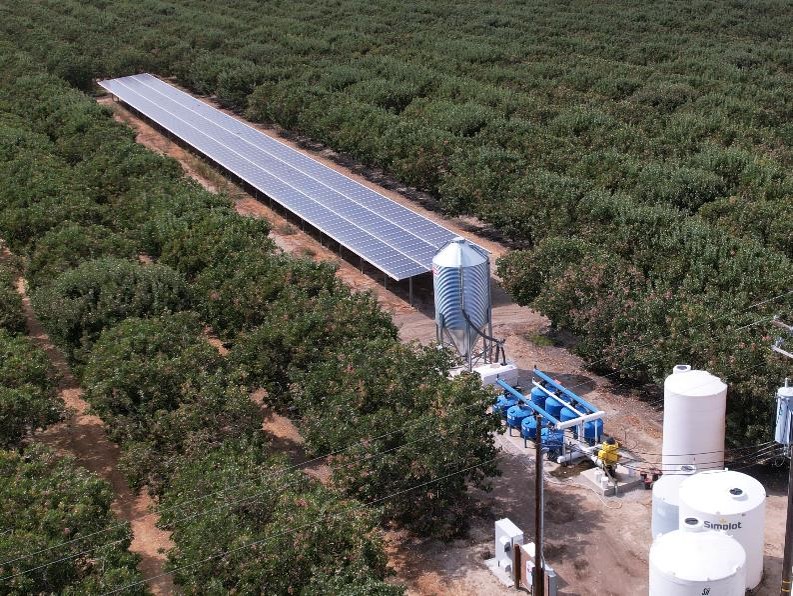 Gold Leaf Farming