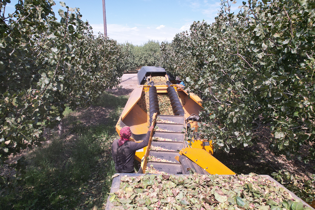 Gold Leaf Farming