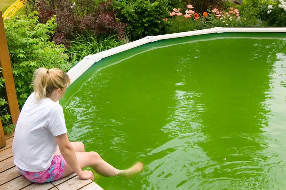 Mastering Pool Algae: Essential Tips for a Crystal-Clear Swimming Pool ...