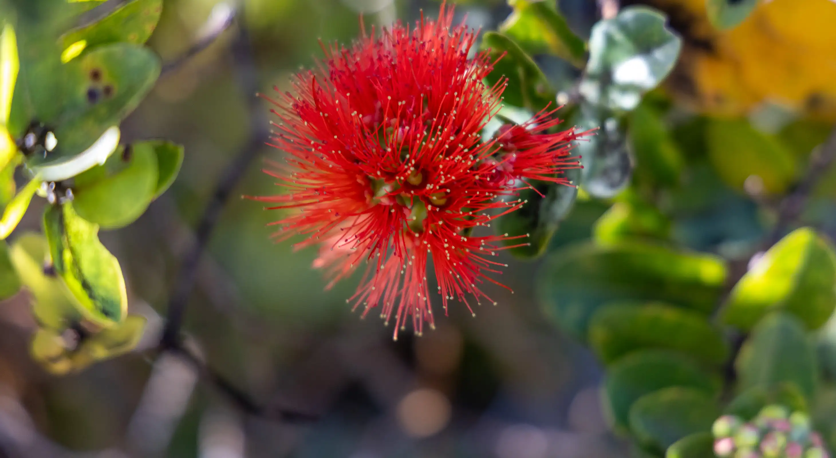 Ulu Lehulehu—Million ʻŌhiʻa Initiative: Protecting & Restoring ʻŌhiʻa Lehua