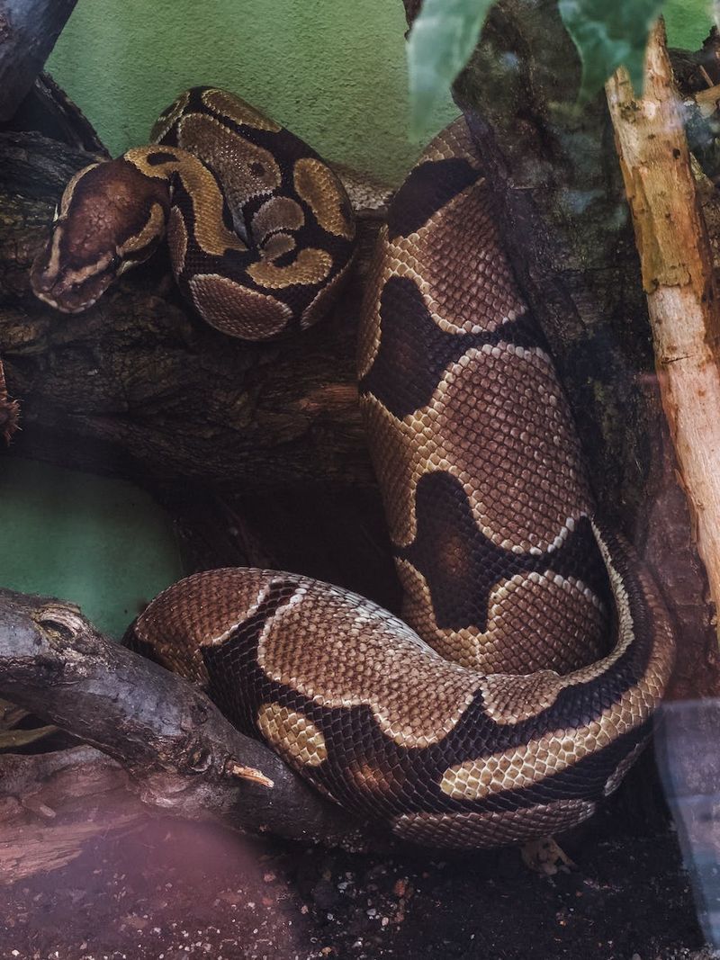 Ball Python Care Guide: Habitat & Diet Tips | KCN