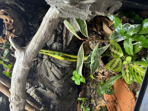 Boa Constrictor Enclosure Decor For Rich Experiences | KCN