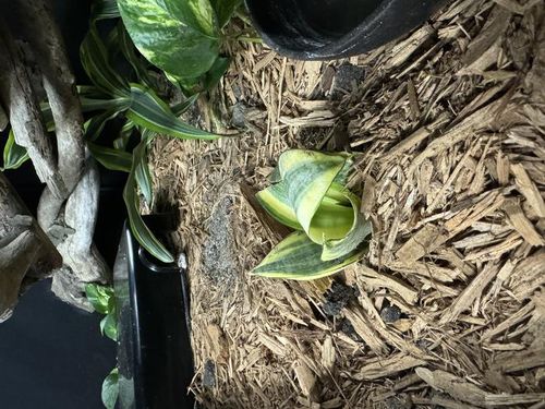 Substrate Options Do's and Don'ts For Corn Snakes | KCN