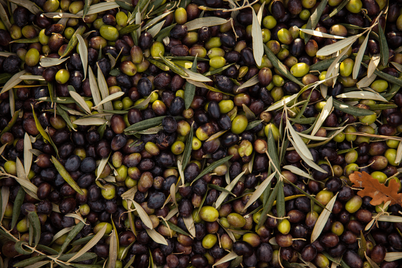 Le Lappe Relais: Suite con Jacuzzi | Ristorante e Piscina in Chianti