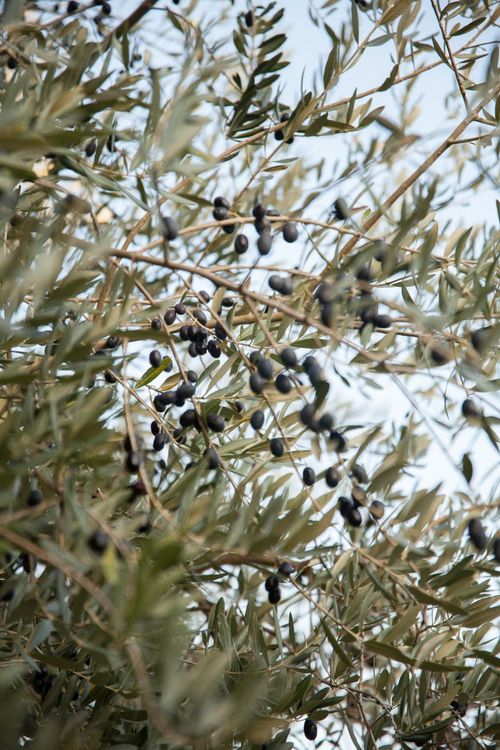 Le Lappe Relais: Suite con Jacuzzi | Ristorante e Piscina in Chianti