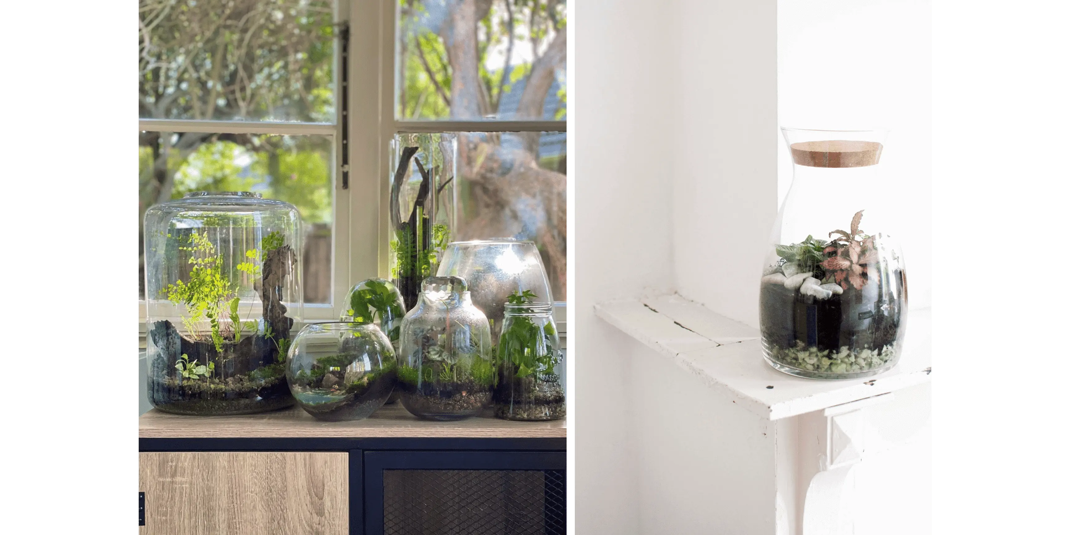 Bottle garden: How to create a DIY bottle garden