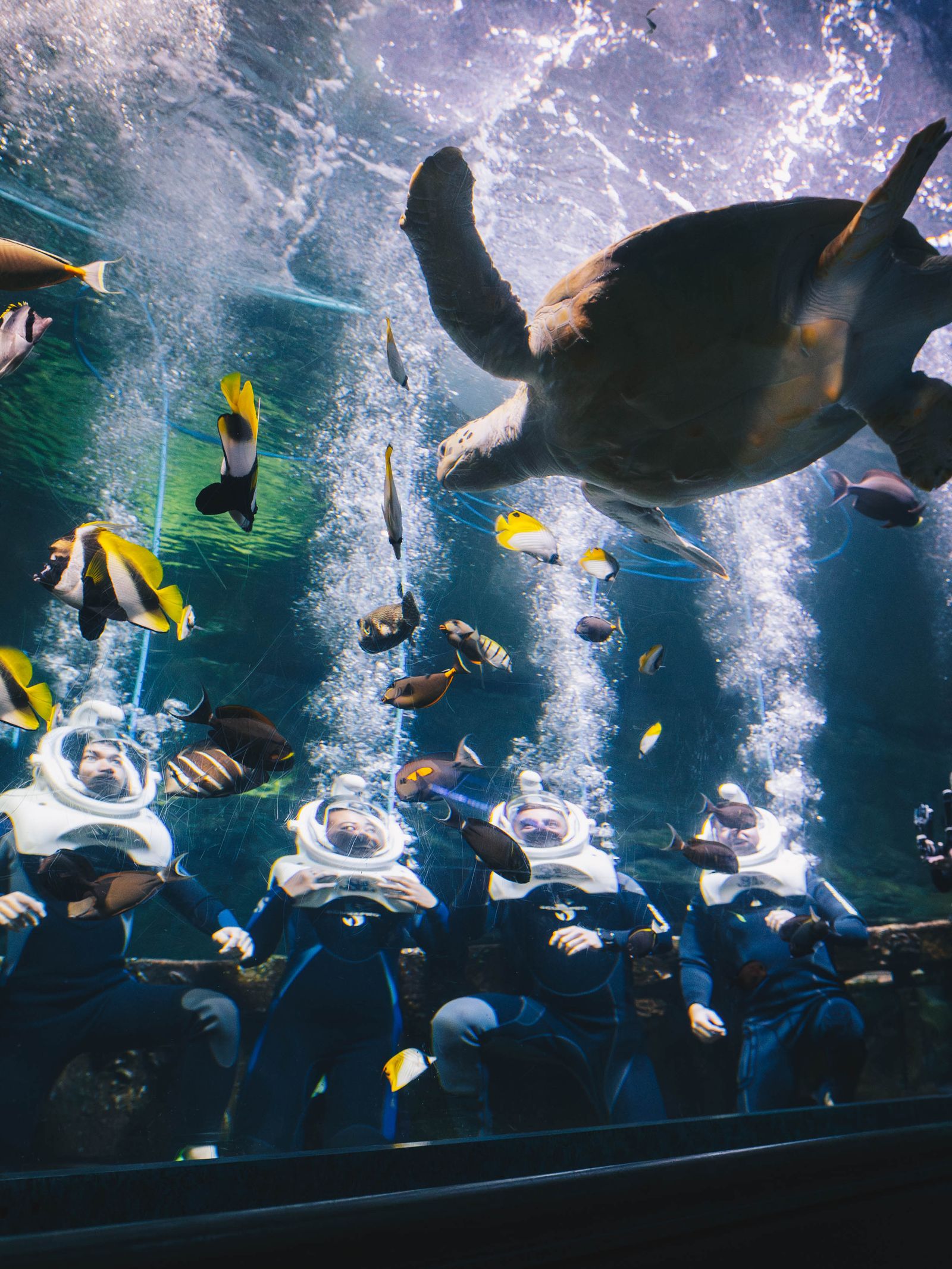 Home - Aquarium of Guam