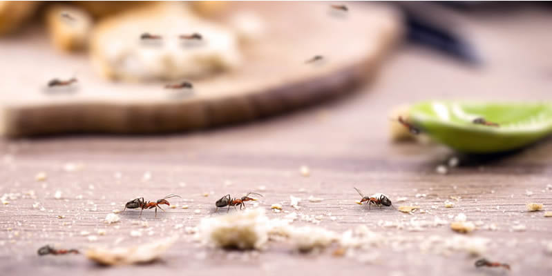 How to Get Rid of Bugs | NZ Pests | Pest Management | JAE