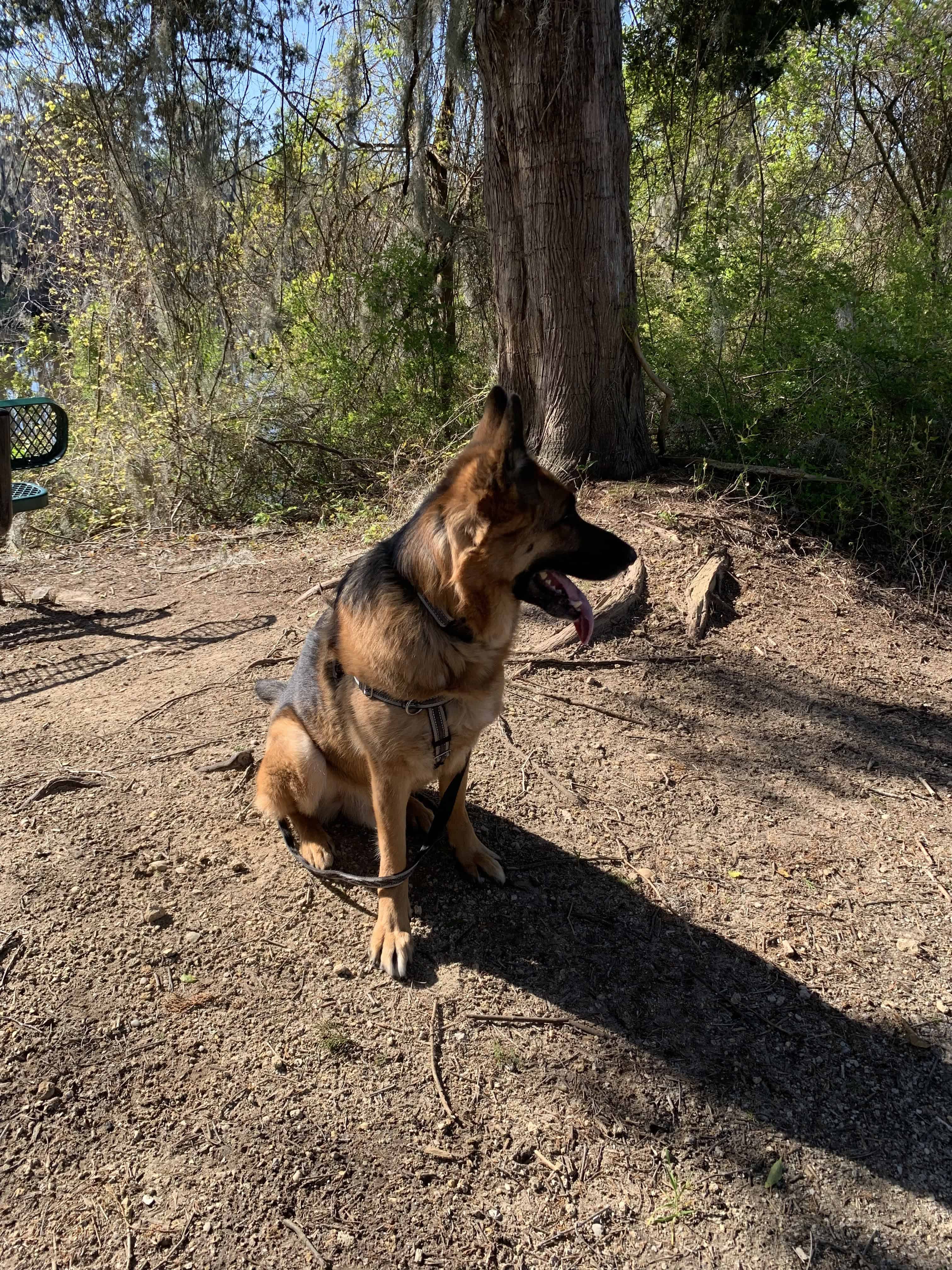 Embracing the Slow Dog Movement, a Journey to Connection and Calmness ...